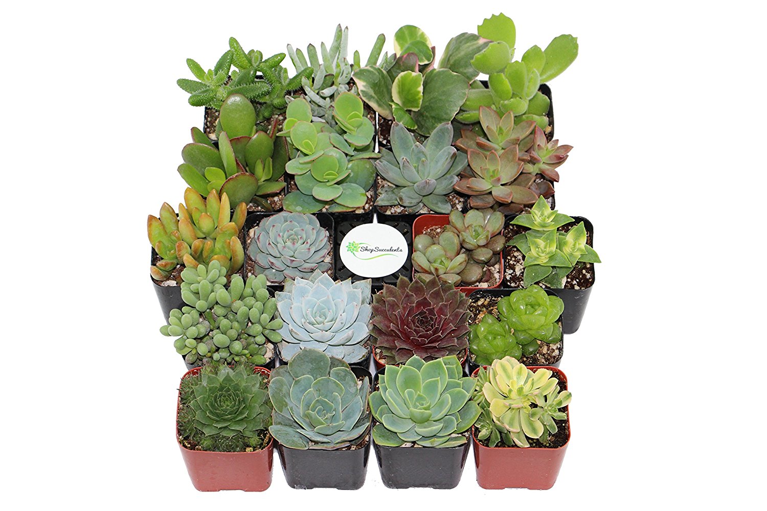Shop Succulents Unique Succulent (Collection of 20) $27.99