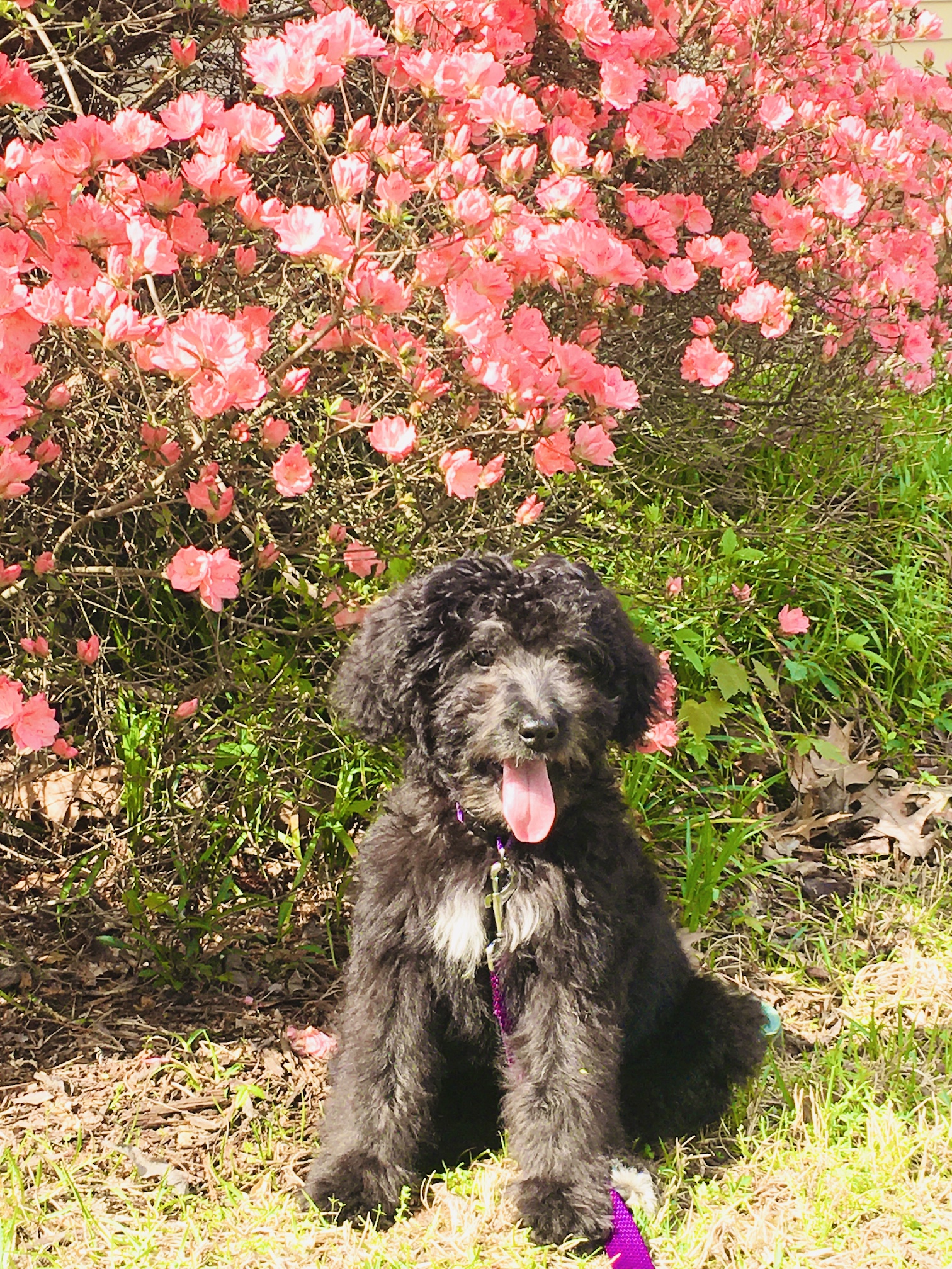 Amazon Puppy Essentials: Bringing Home a Puppy During a Pandemic